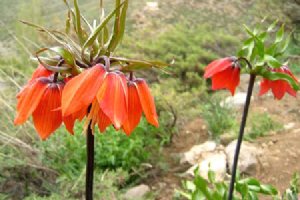 Khansar city 2025, Isfahan province - Things to do and places to visit ...